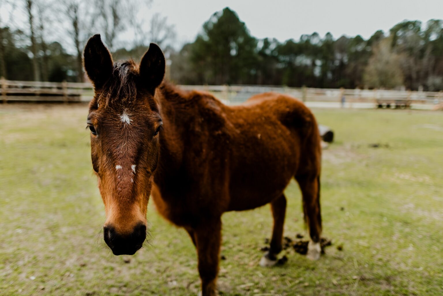 Our Horses - CORRAL